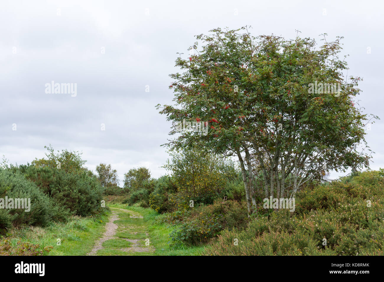Ash tree leaf uk hi-res stock photography and images - Alamy