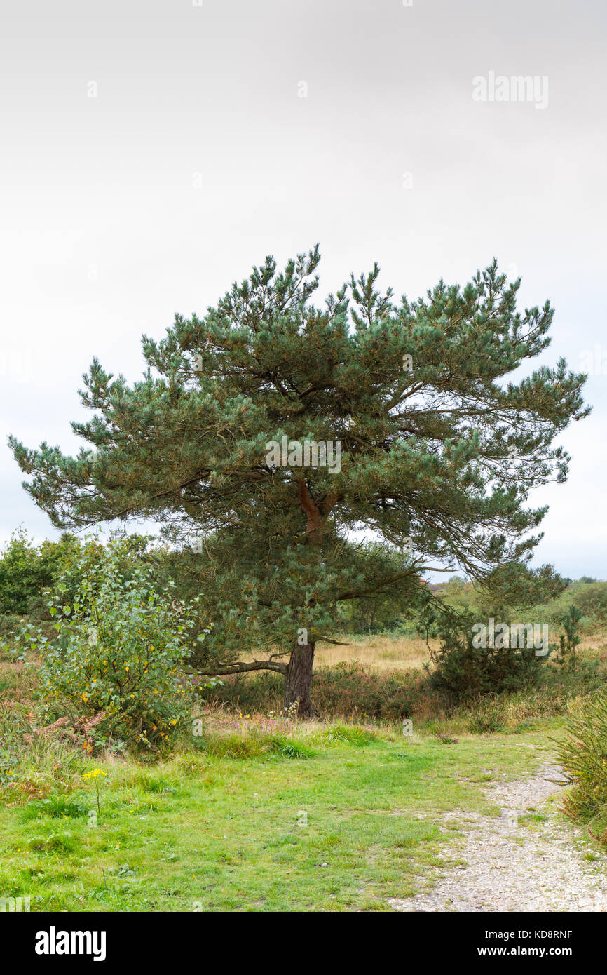 Scots pine tree (Pinus sylvestris) growing on Turbary Common local ...