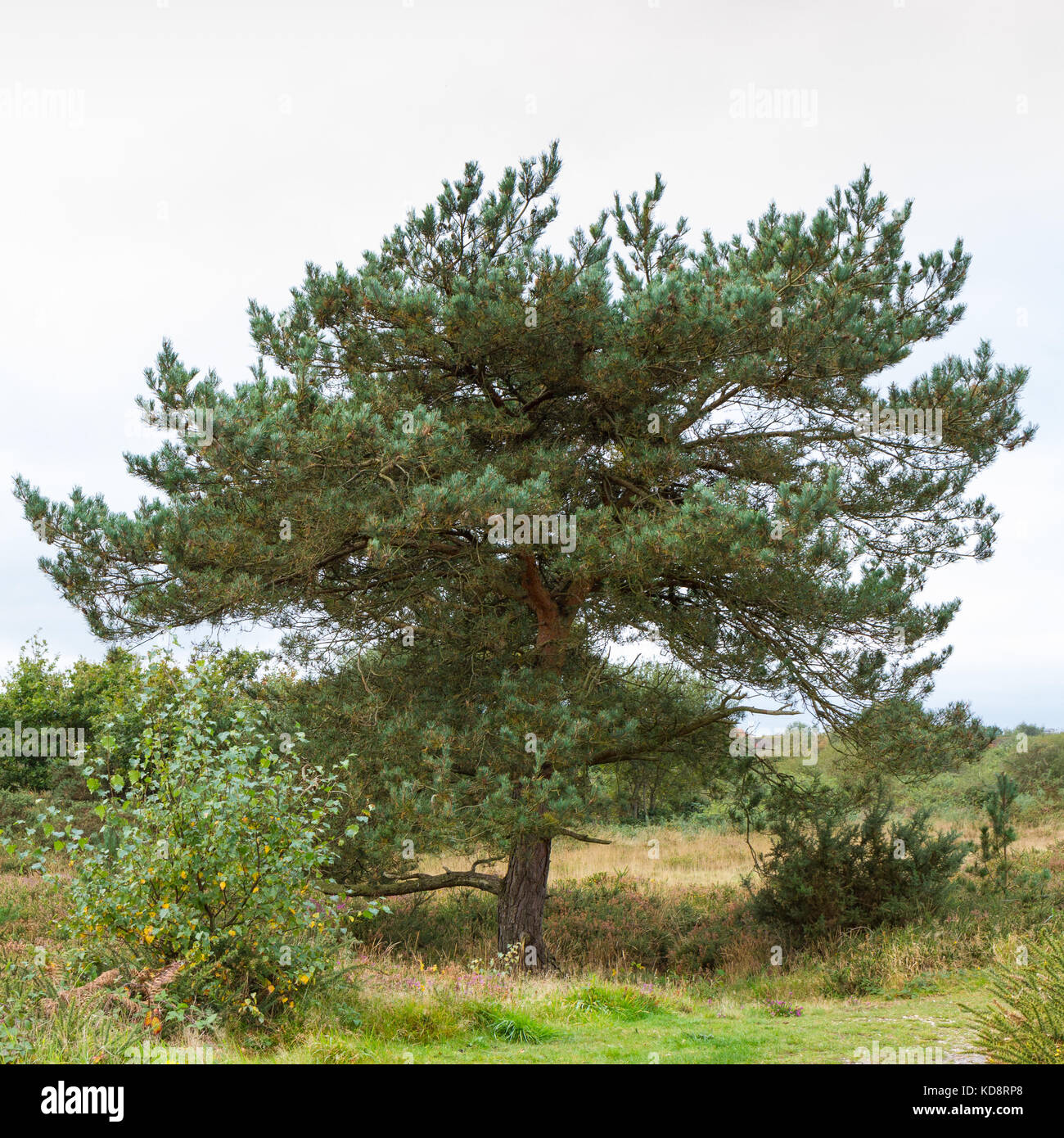 Scots pine tree hi-res stock photography and images - Alamy