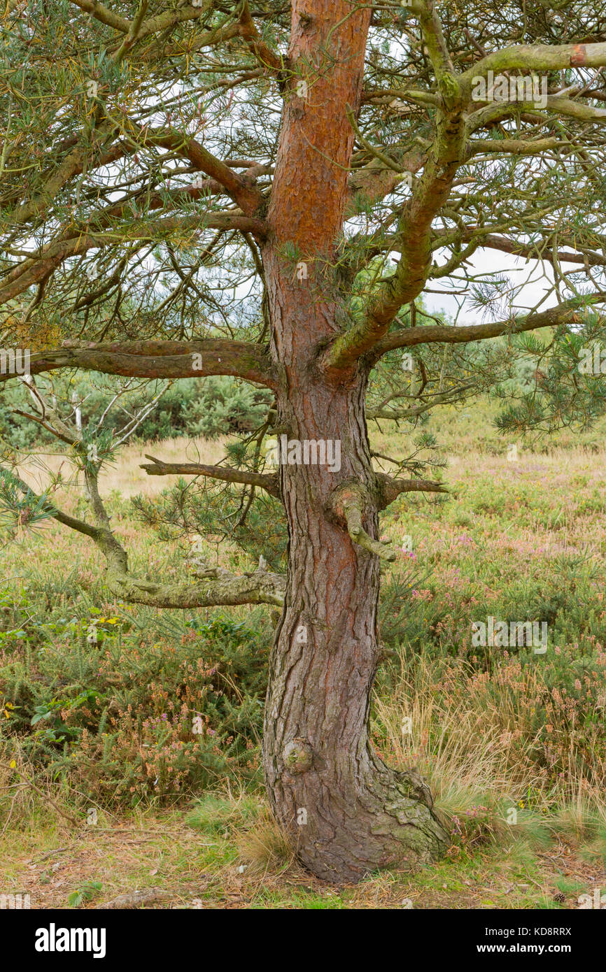 Pinus Sylvestris Pinaceae High Resolution Stock Photography and Images ...