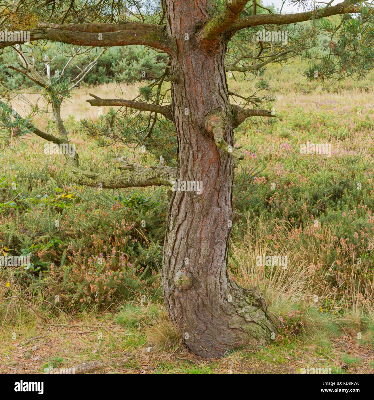 Scots pine tree trunk (Pinus sylvestris Stock Photo - Alamy