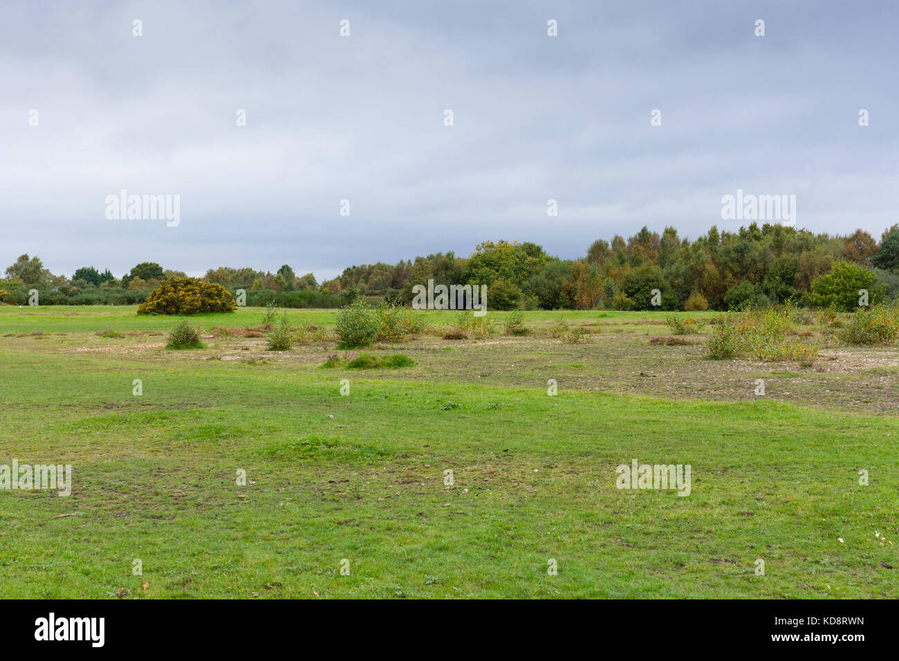 Grassy open space landscape, Turbary Common, Dorset, UK Stock Photo - Alamy