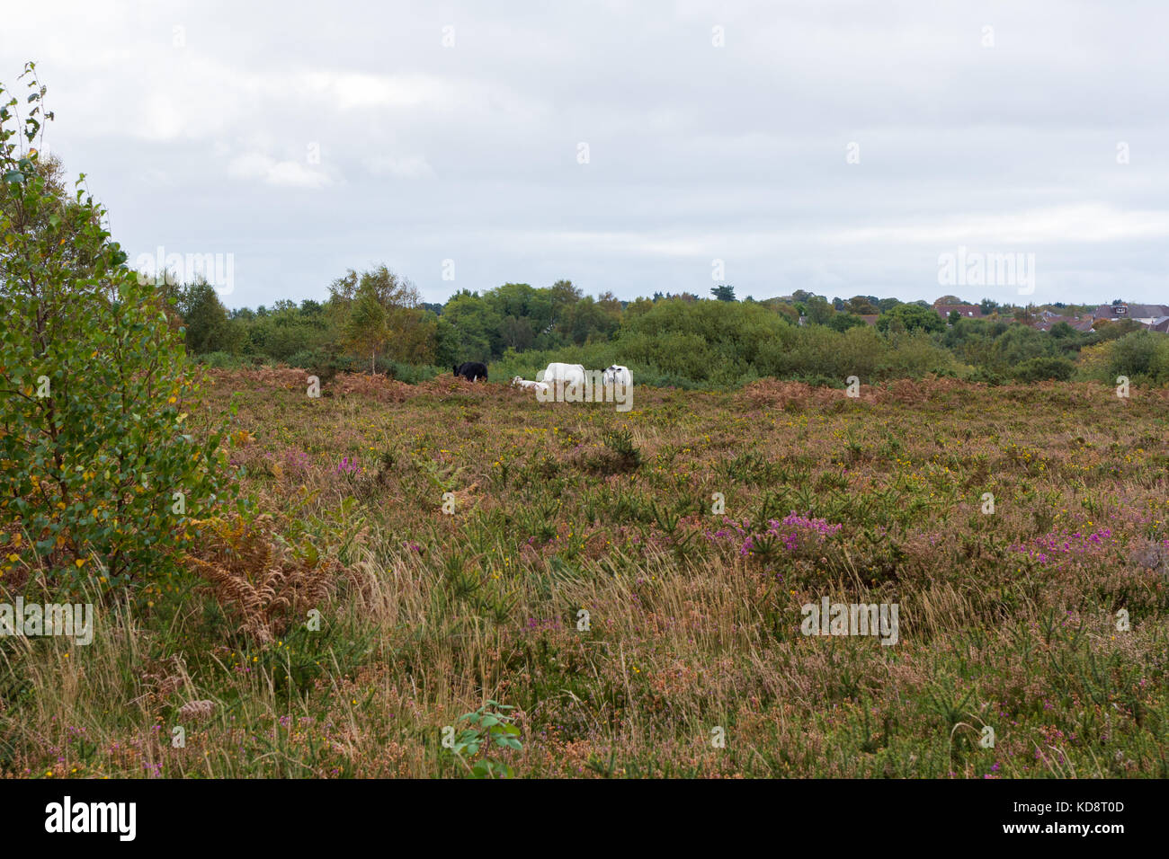 Cattle grazing on heathland, Turbary Common, Dorset, UK Stock Photo - Alamy
