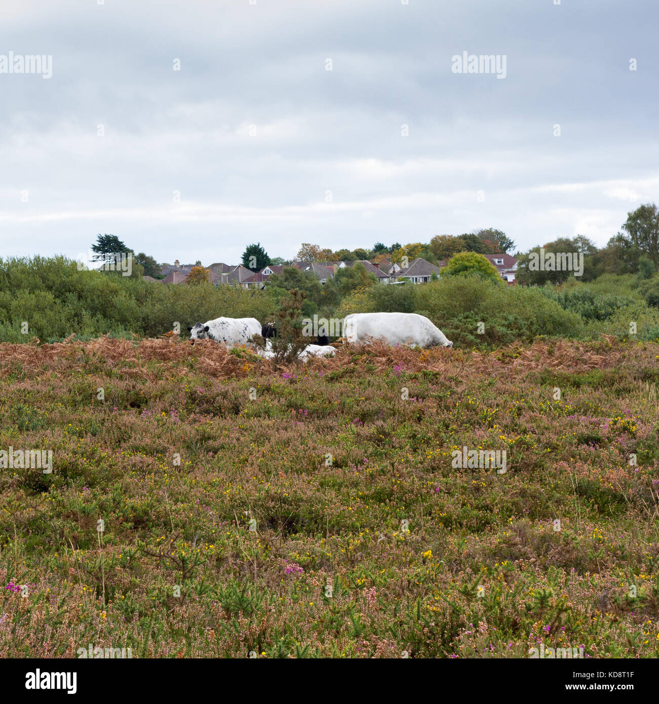 Turbary common hi-res stock photography and images - Alamy