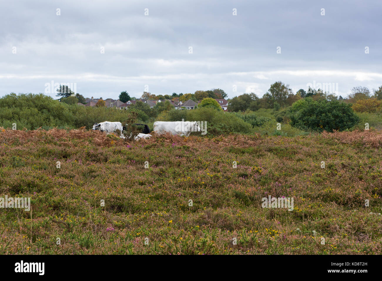 Cattle grazing on heathland, Turbary Common, Dorset, UK Stock Photo - Alamy