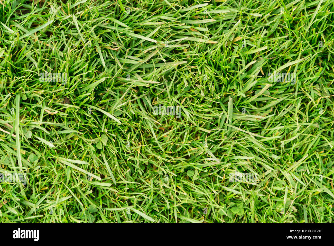 A background of green cut autumn grass Stock Photo - Alamy