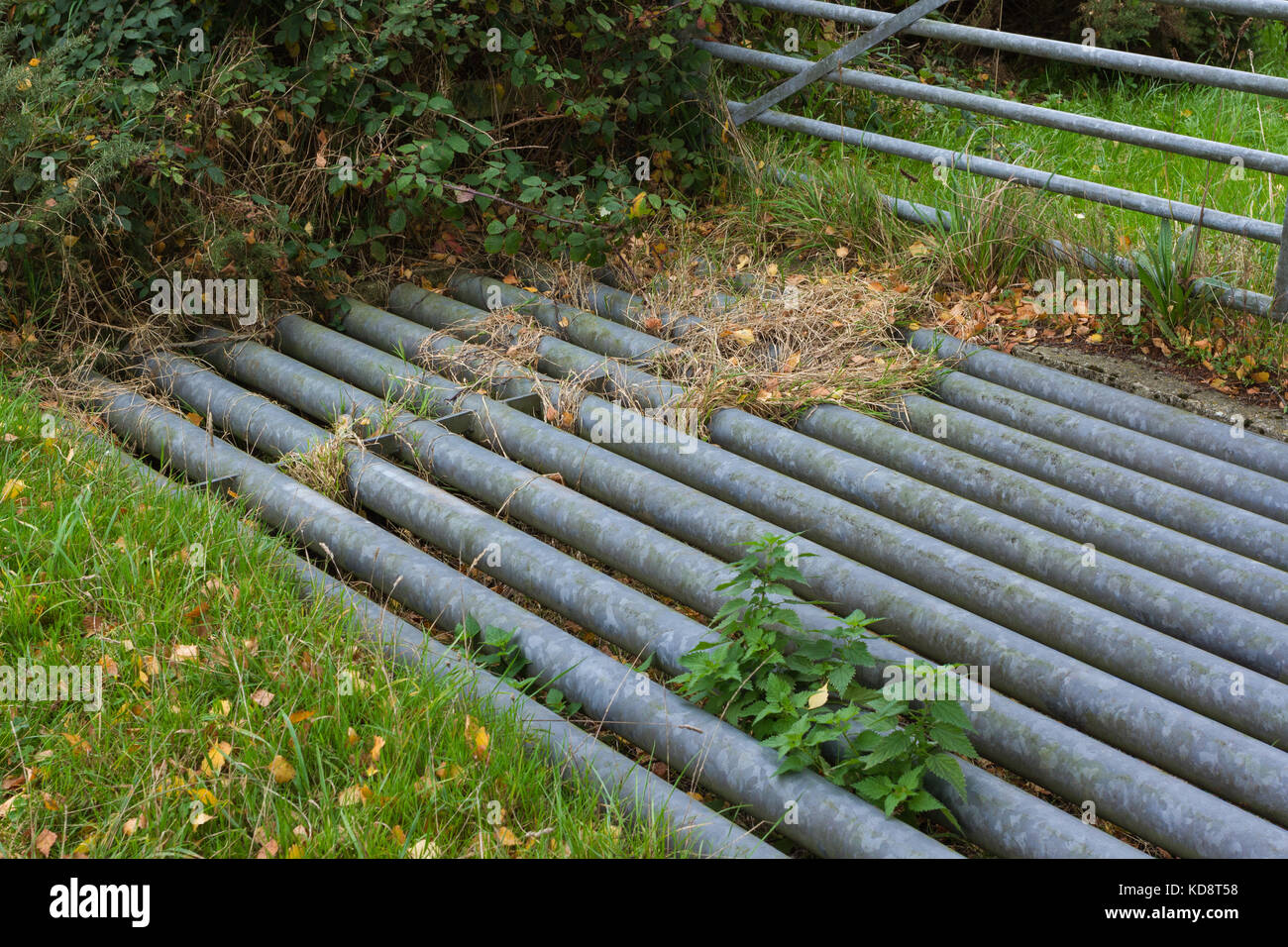 A cattle grid on Turbary Common Local Nature Reserve, Dorset, UK Stock ...