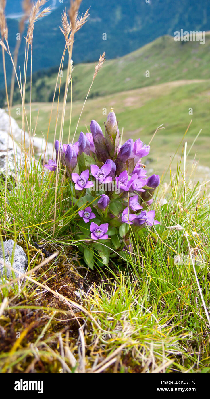 Alpine gentian wildflower hi-res stock photography and images - Alamy