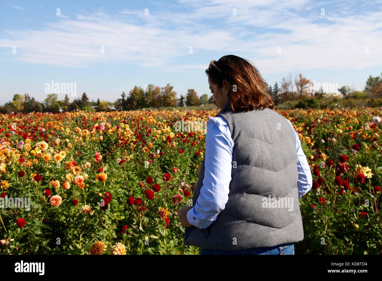 A young woman from behind walking through a meadow of wildflowers Stock ...