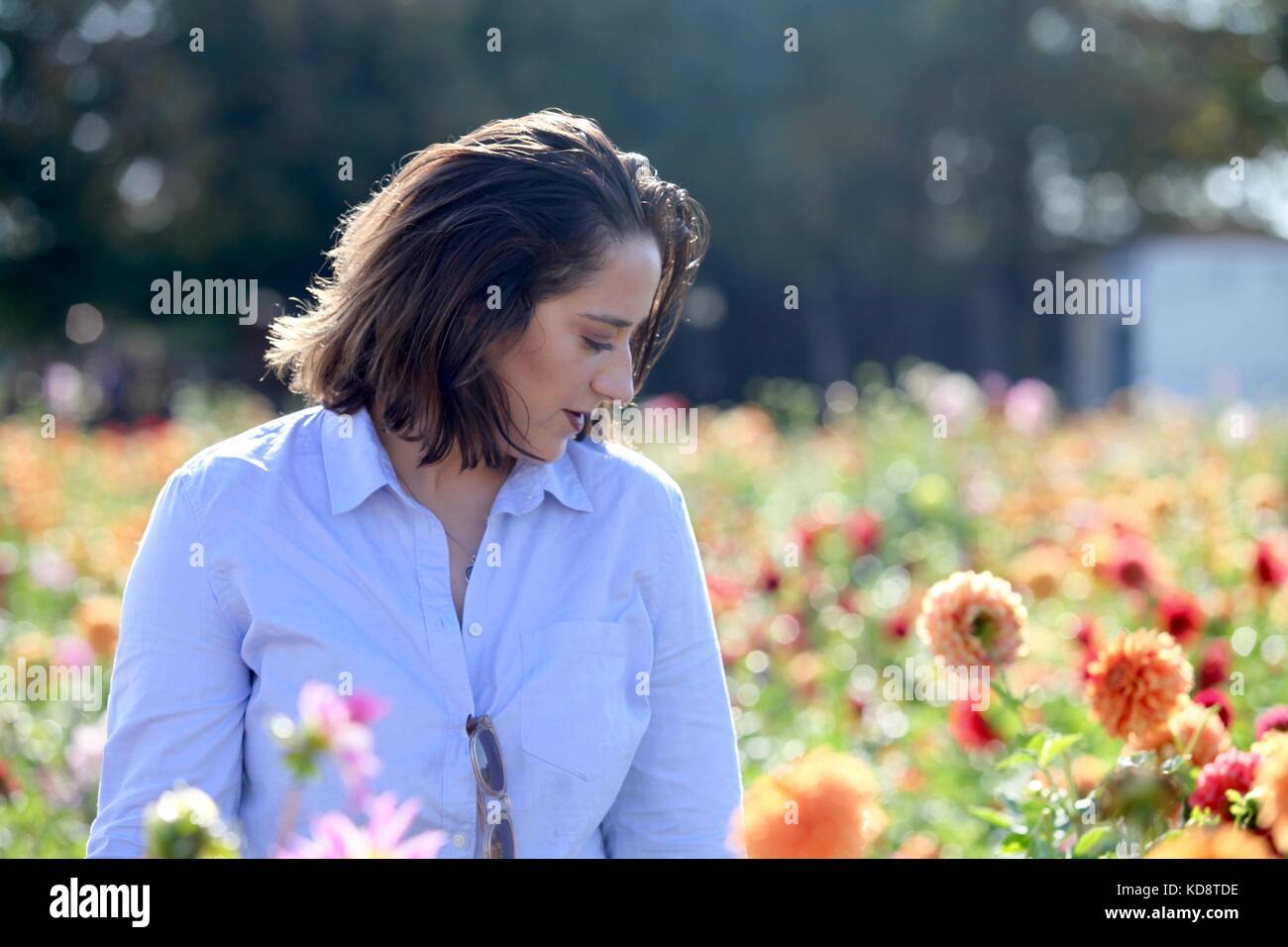 Young woman in a flower field observing the flowers Stock Photo - Alamy