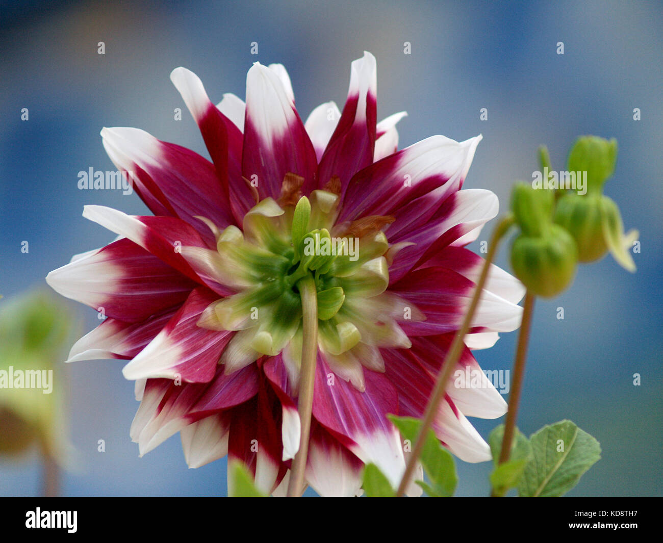 pretty dahlia in the garden Stock Photo - Alamy