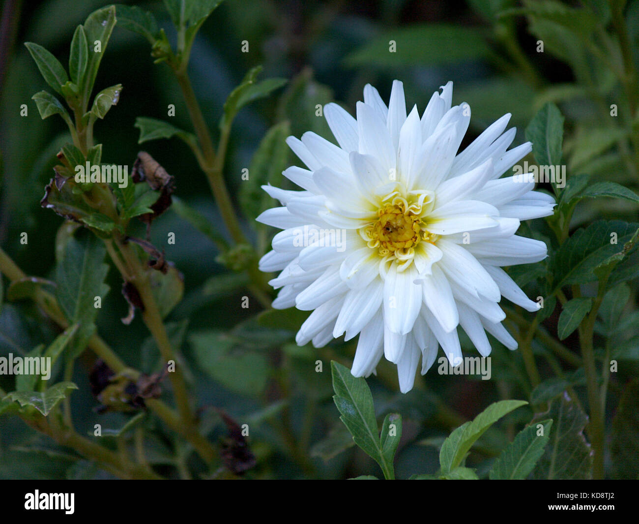 pretty dahlia in the garden Stock Photo - Alamy