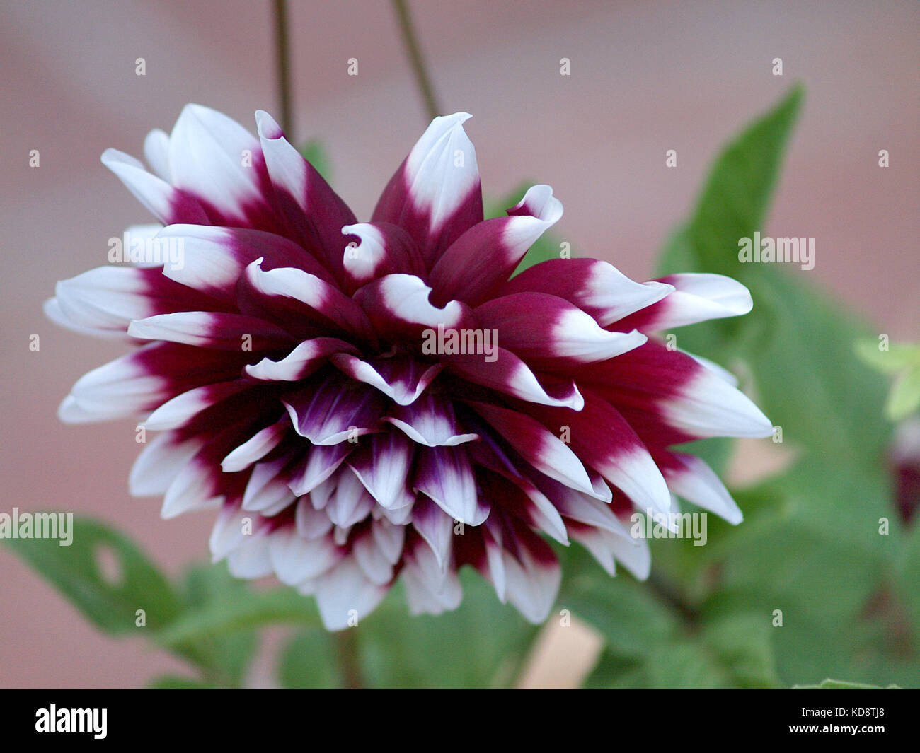 pretty dahlia in the garden Stock Photo - Alamy