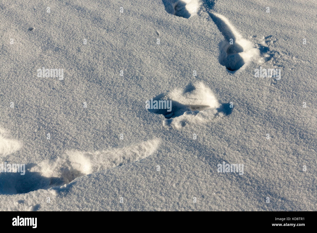 Footprints of a man Stock Photo - Alamy