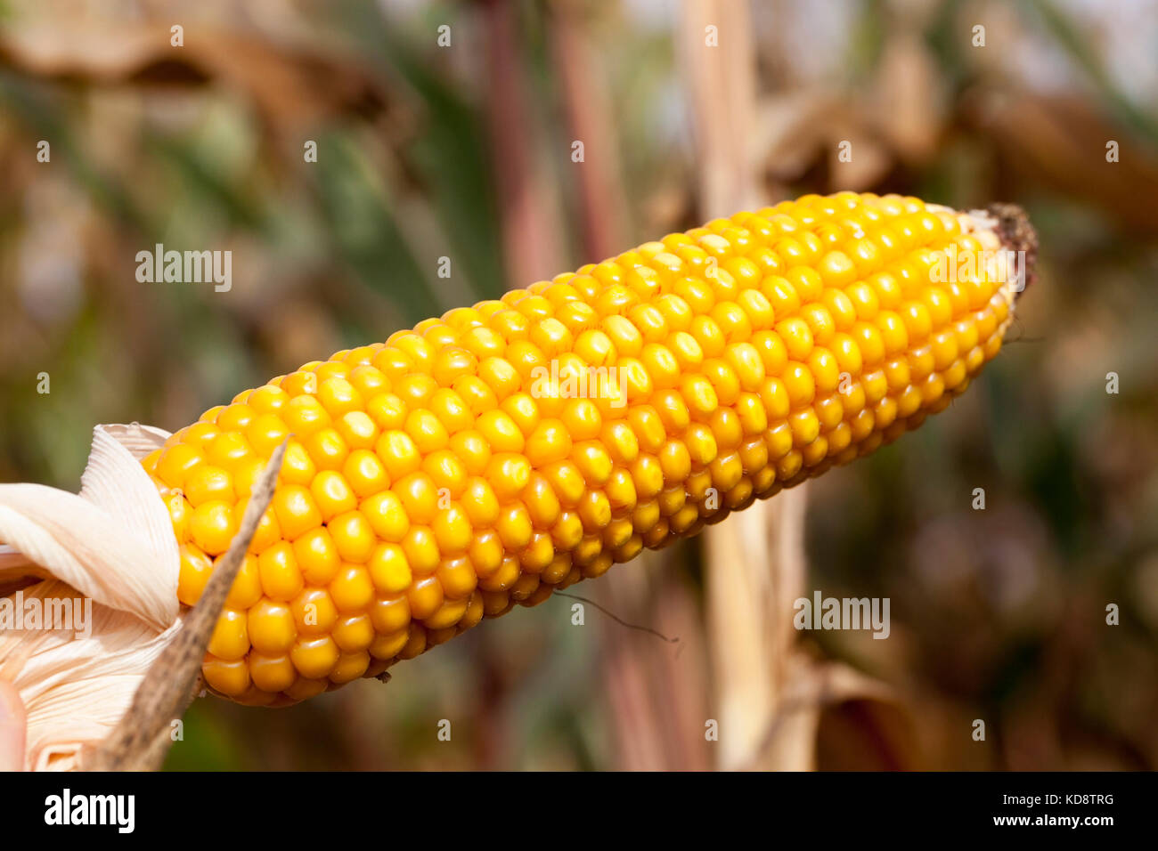 Empty corn cob hi-res stock photography and images - Alamy