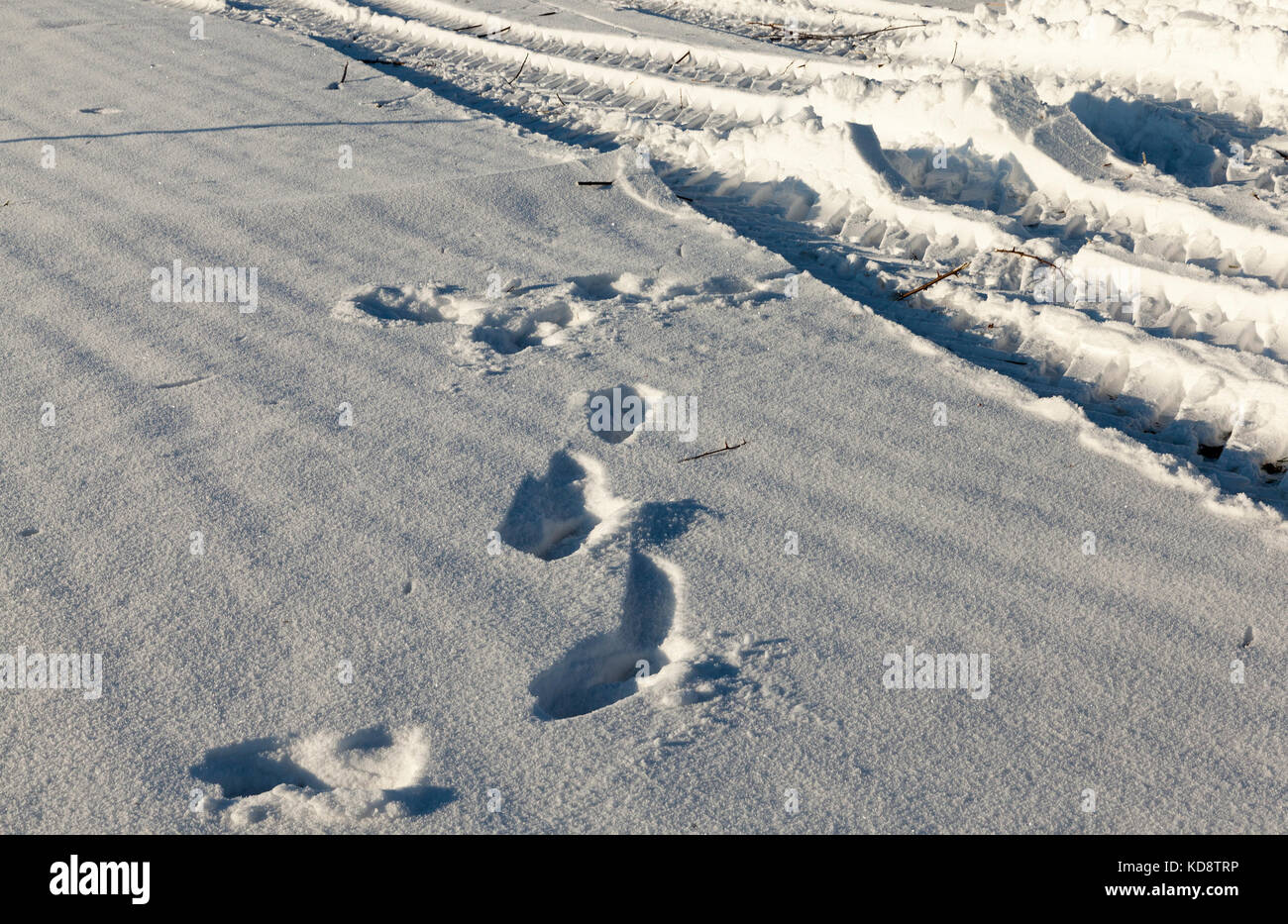Footprints of a man Stock Photo - Alamy