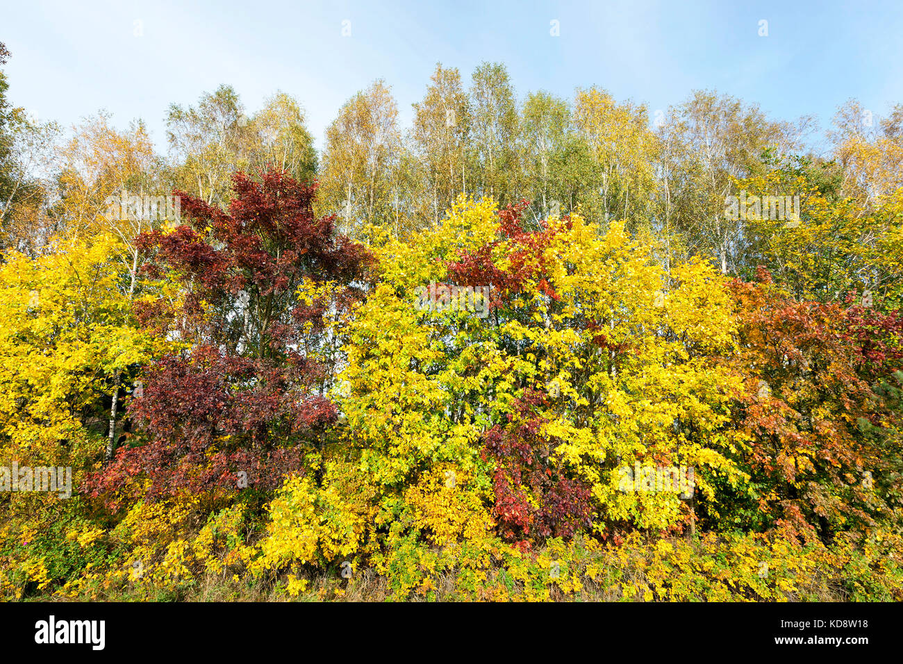 yellowed maple trees in the fall Stock Photo - Alamy