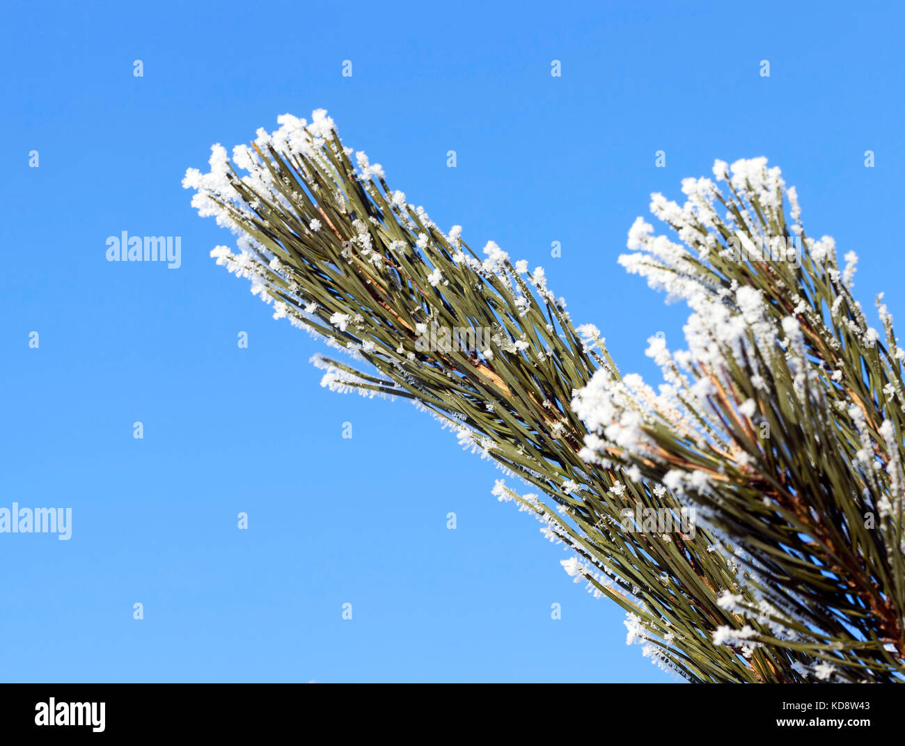 Tree with frost Stock Photo - Alamy