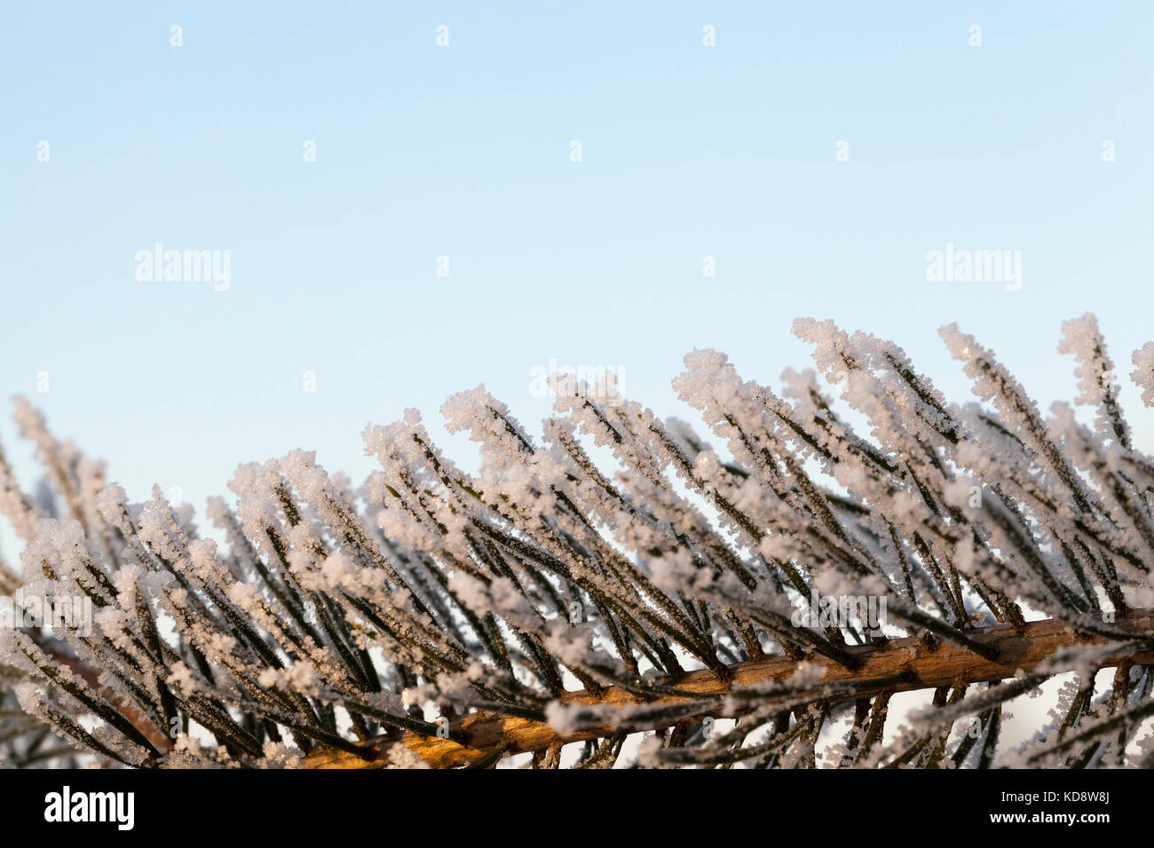 Trees under frost Stock Photo - Alamy
