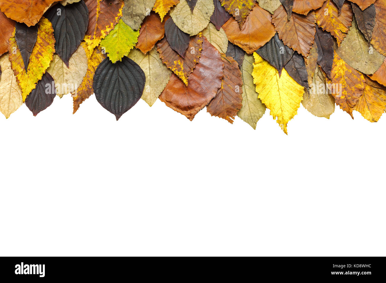 autumnal bright colorful dry leaves background, top view Stock Photo ...