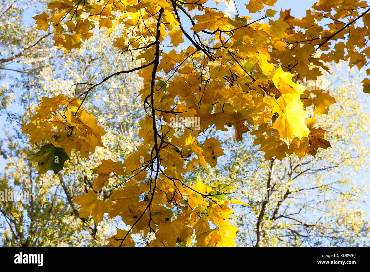 Yellow maple foliage Stock Photo - Alamy