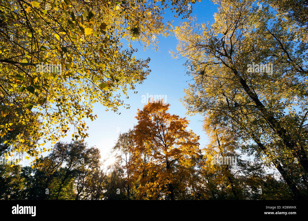 yellowed maple trees in autumn Stock Photo - Alamy