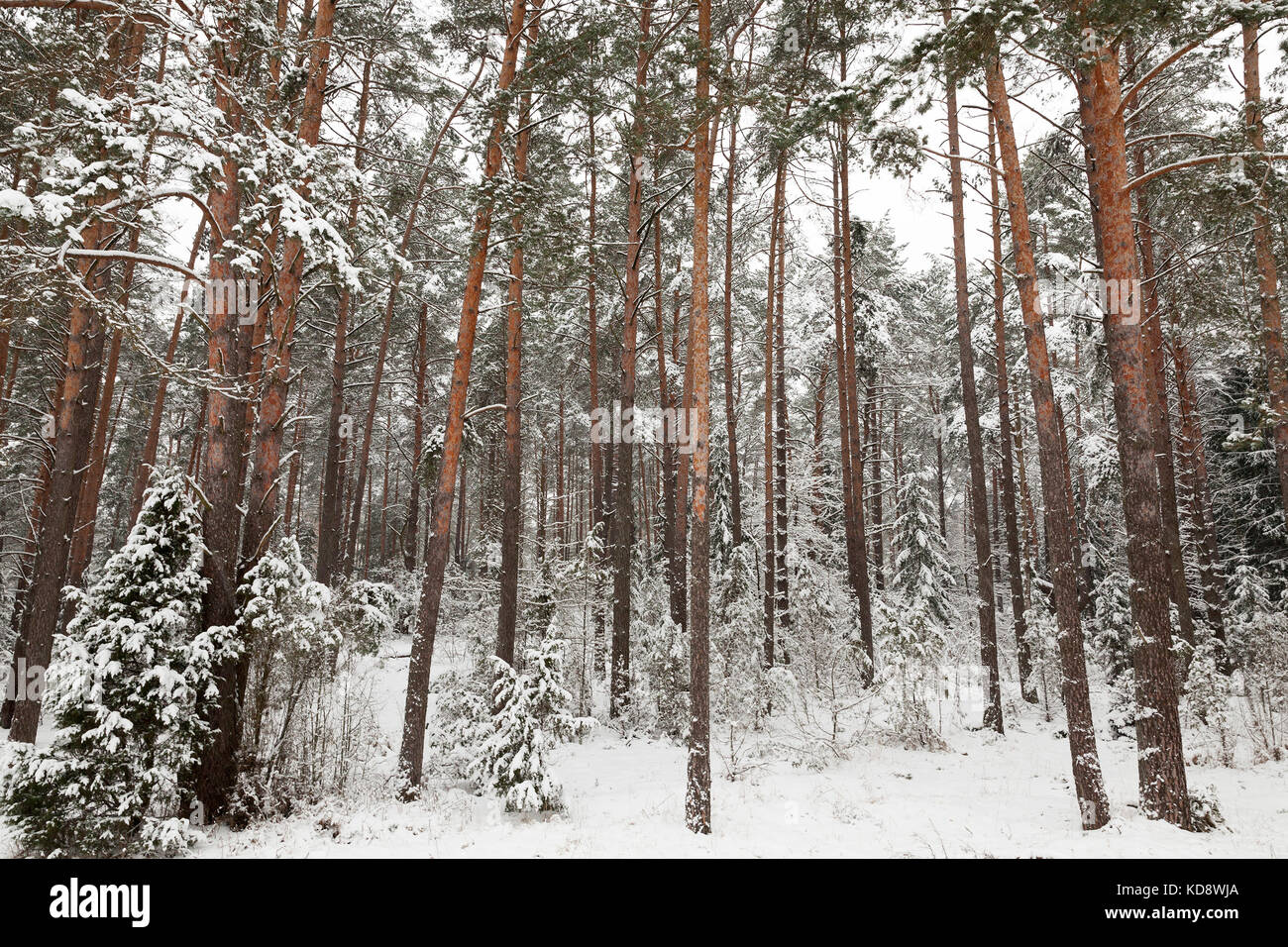 Winter landscape, snowfall Stock Photo - Alamy
