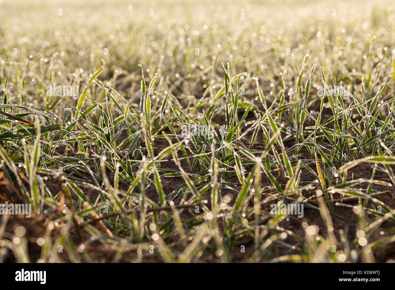 young grass plants, close-up Stock Photo - Alamy