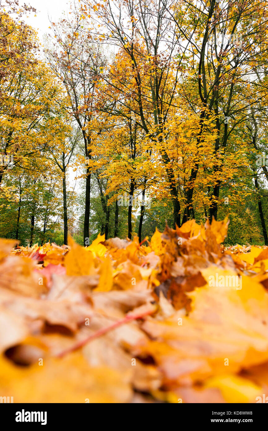 yellowed maple trees in autumn Stock Photo - Alamy