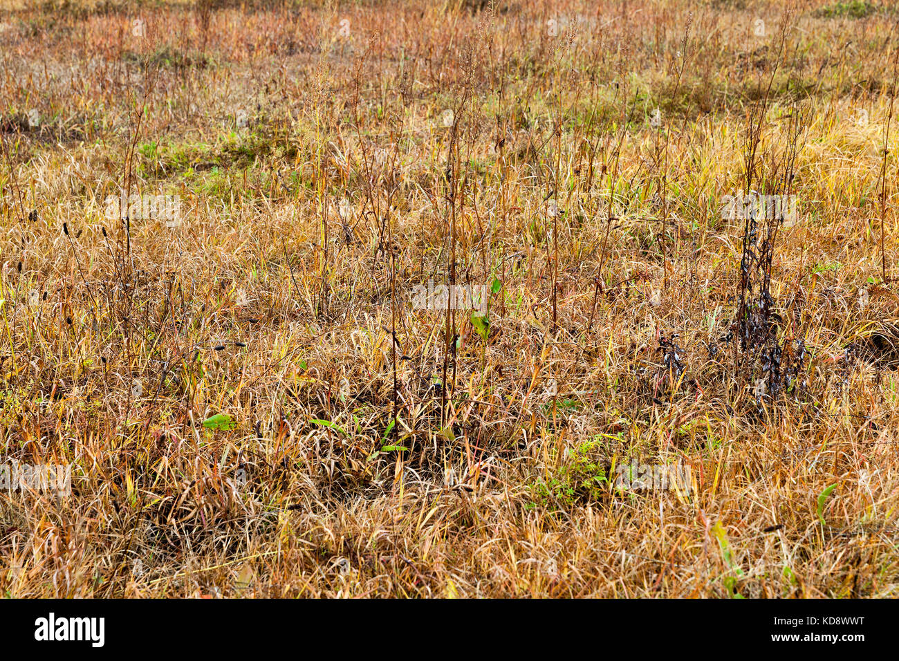 Photo of a yellow grass Stock Photo - Alamy