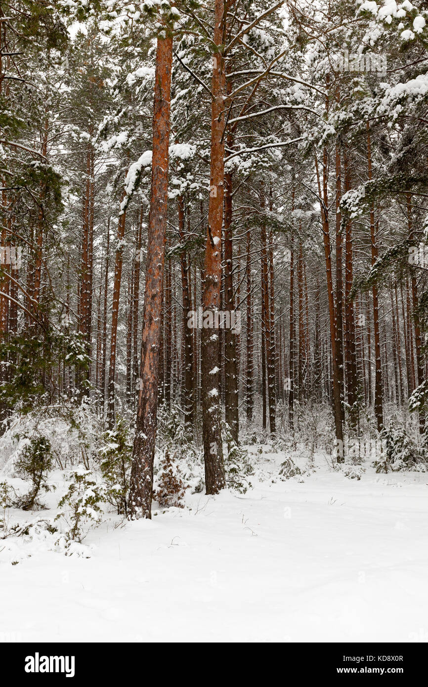 Winter season. Photo Stock Photo - Alamy