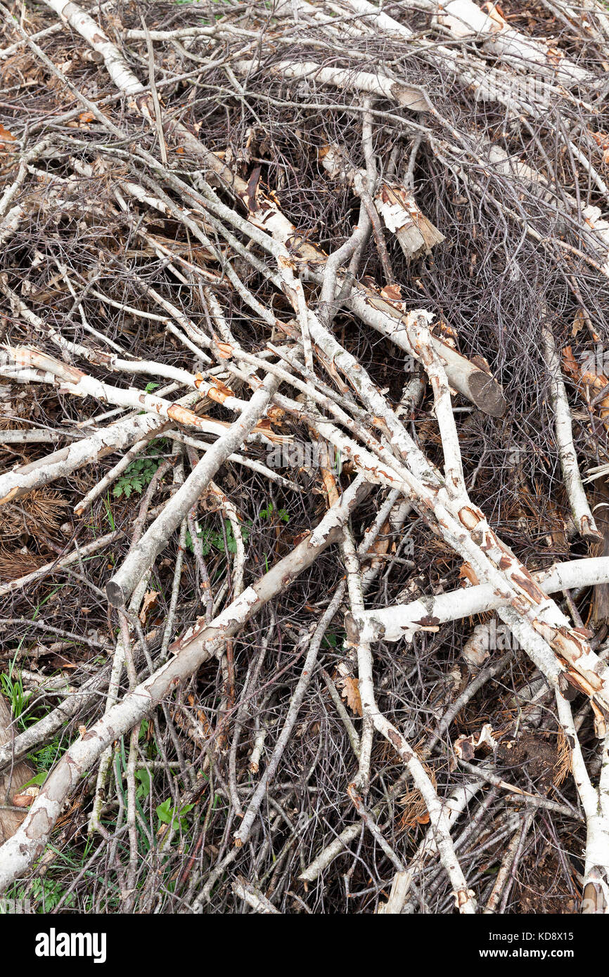 Broken breeze trees birch trees Stock Photo - Alamy
