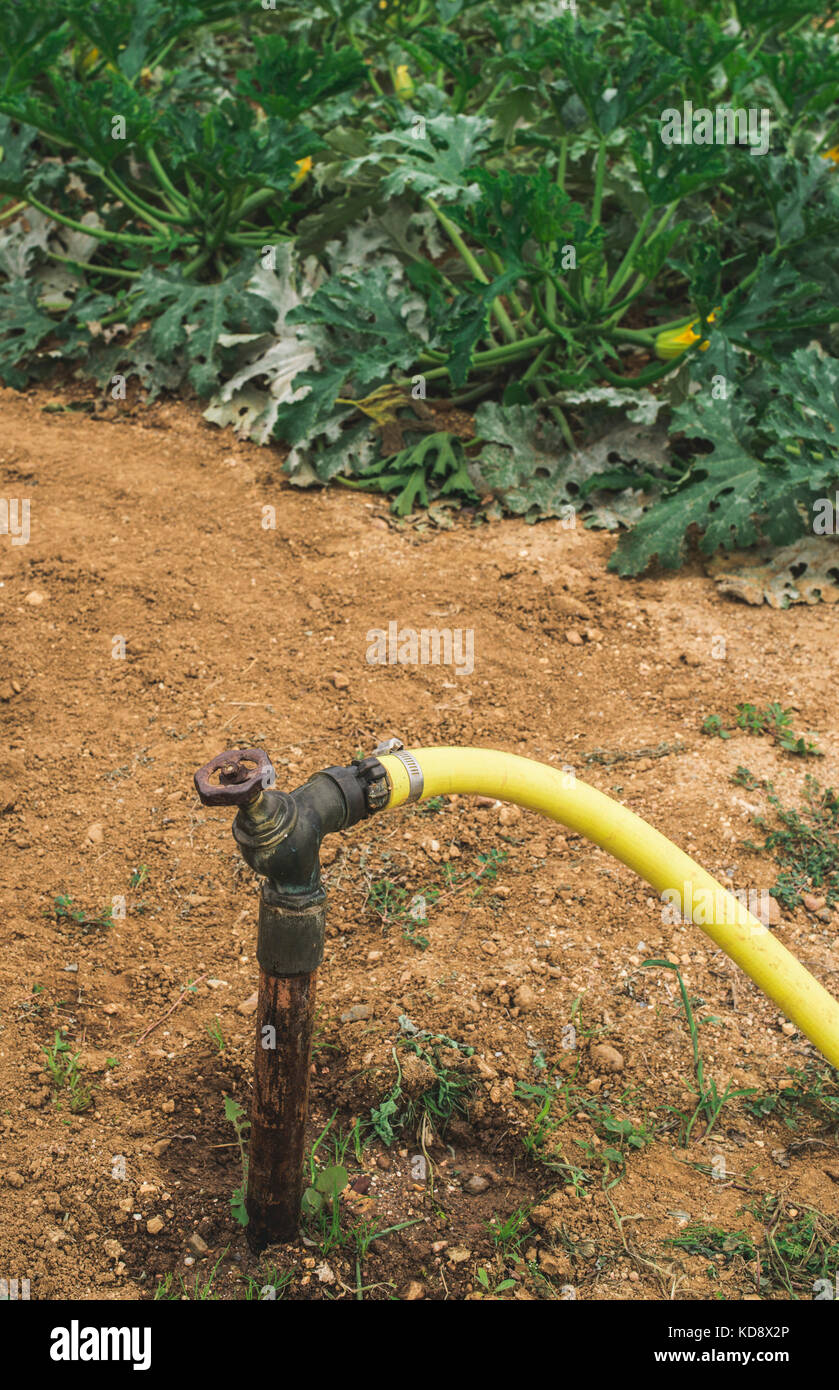 Watering the zucchini hi-res stock photography and images - Alamy