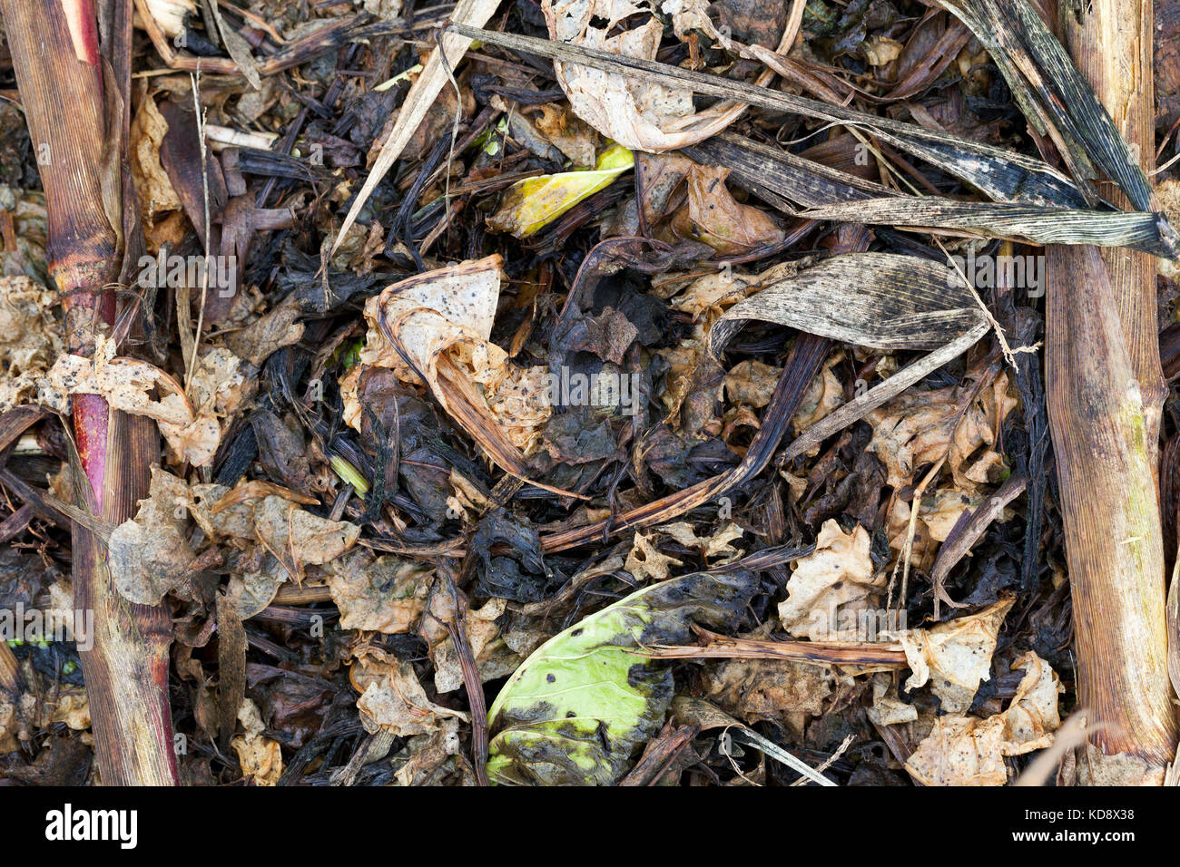 Rotten beetroot hi-res stock photography and images - Alamy