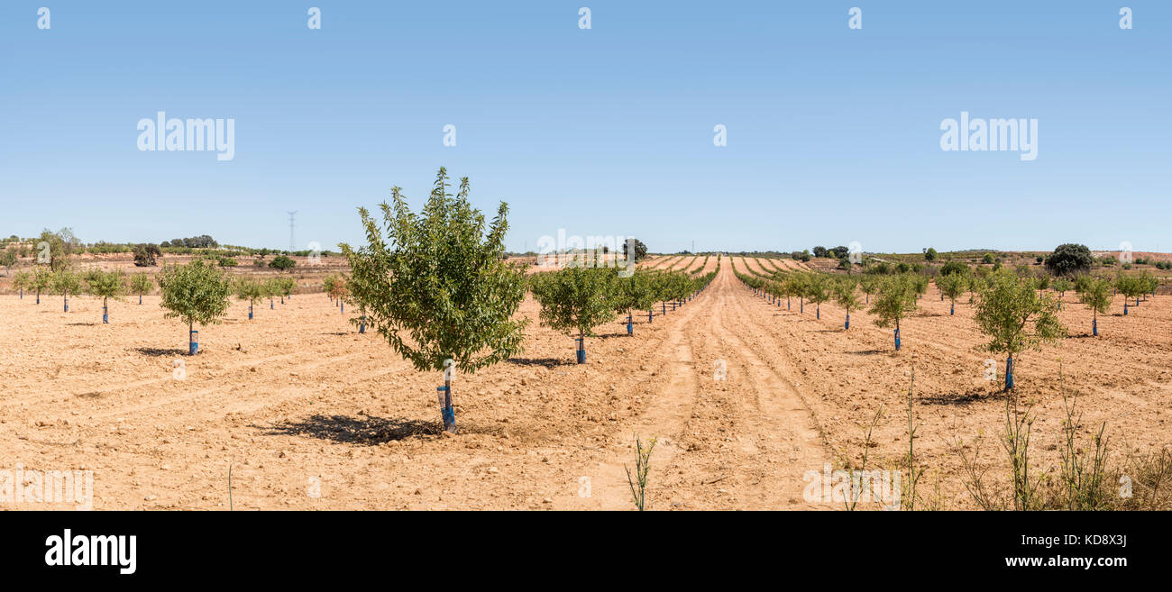 Almond plantation trees in a row Stock Photo - Alamy