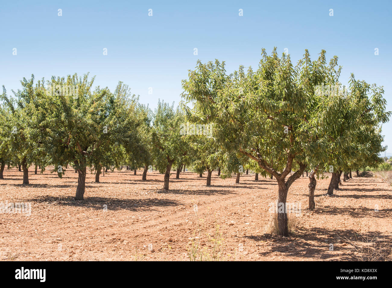 Almond plantation trees in a row Stock Photo - Alamy