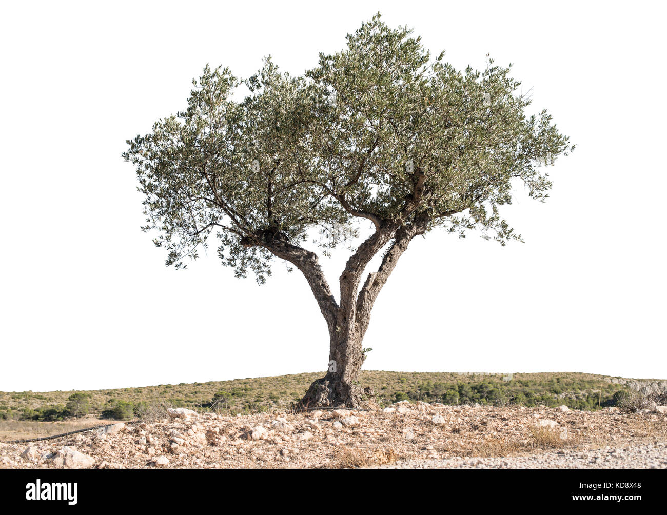 Isolated olive tree. Low poinf of view Stock Photo - Alamy
