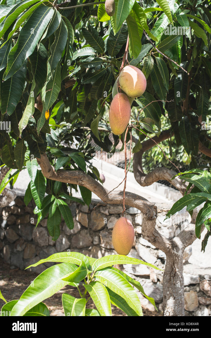 Mangoes on branch. Close up Stock Photo - Alamy