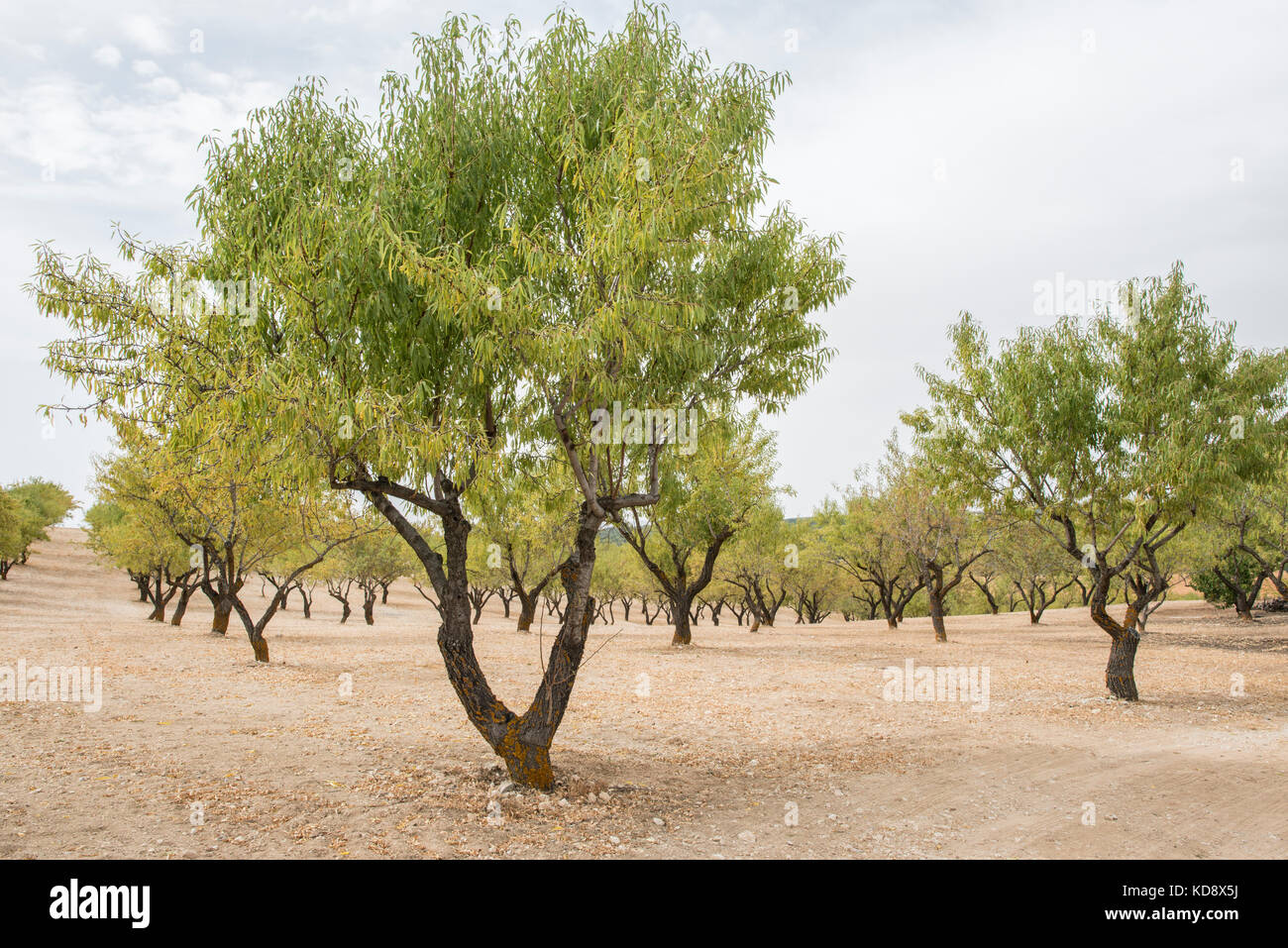 Almond plantation trees in a row Stock Photo - Alamy