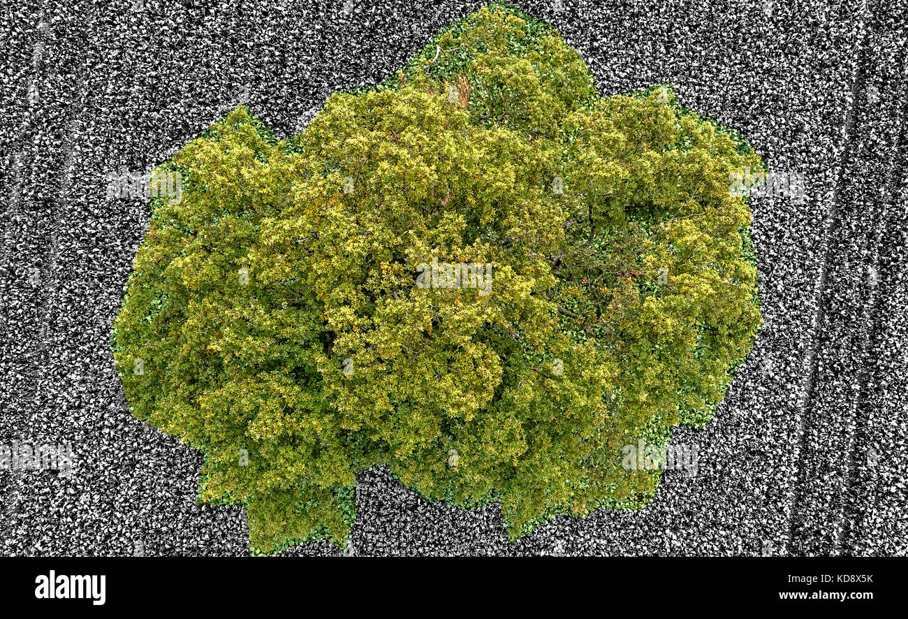 Aerial photograph tree, taken vertically with the drone, alienated by ...