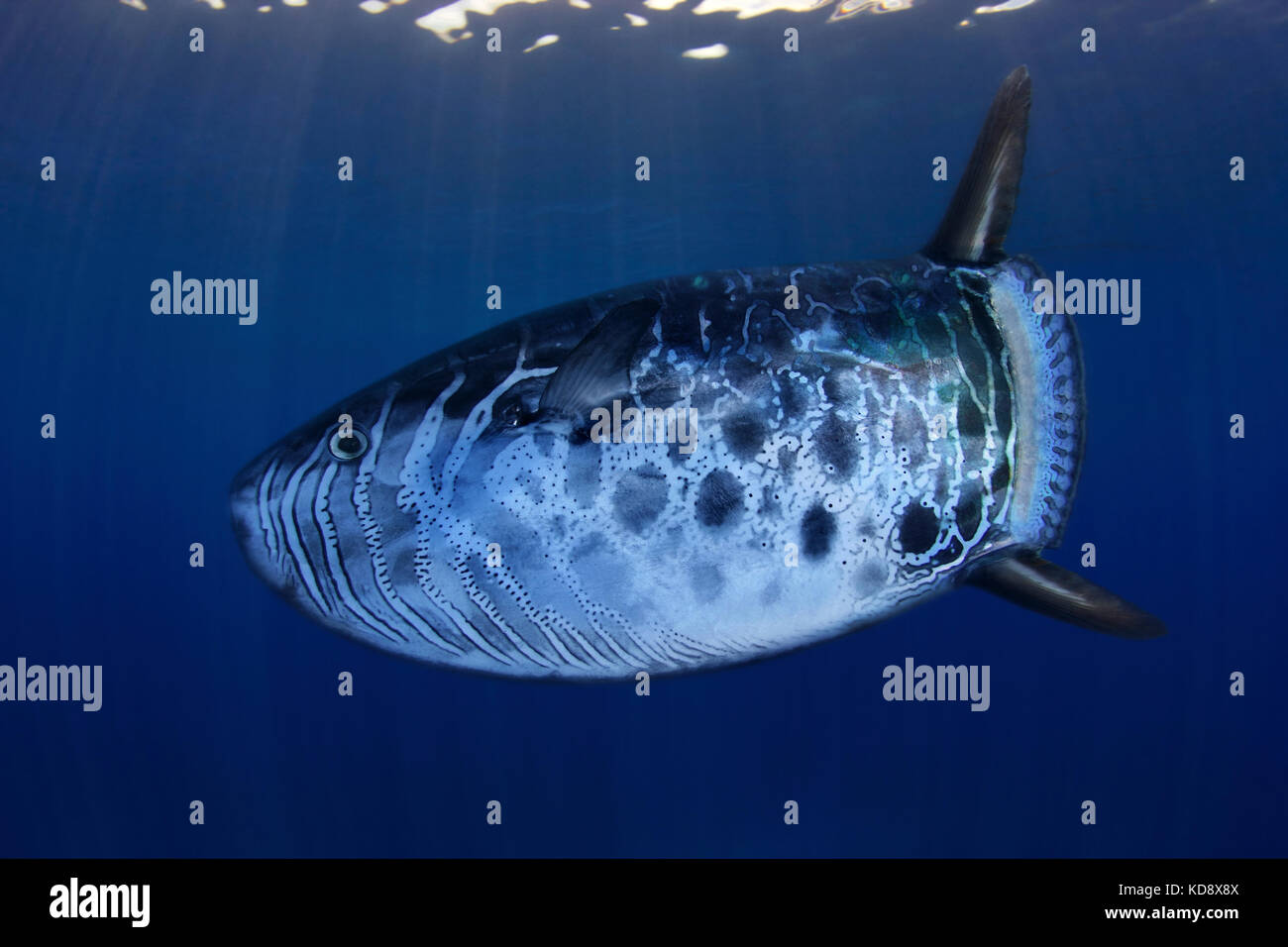 Atlantic Ocean Underwater High Resolution Stock Photography and Images ...