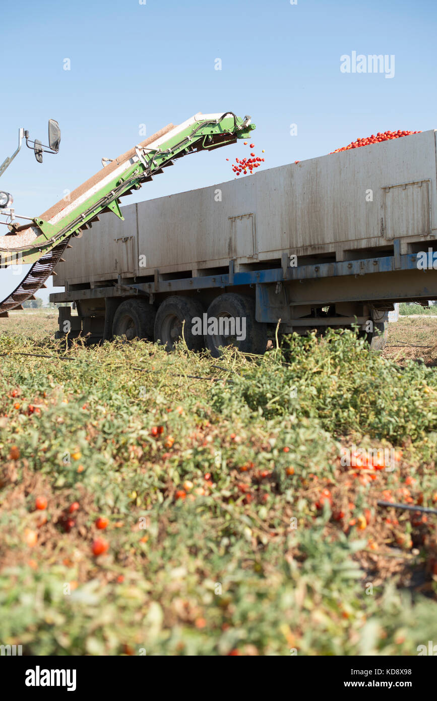 Harvester collects tomatoes in trailer Stock Photo - Alamy