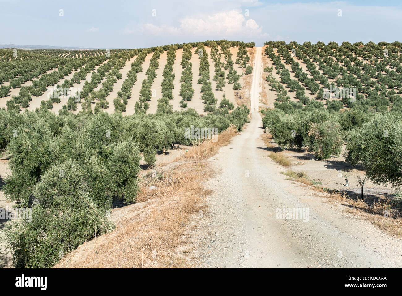 Olive trees and dirt road in olive plantation Stock Photo - Alamy