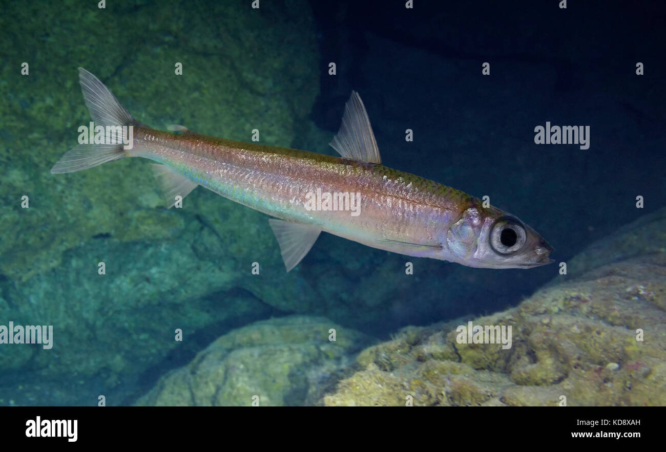 Silverfish Stock Photos & Silverfish Stock Images - Alamy