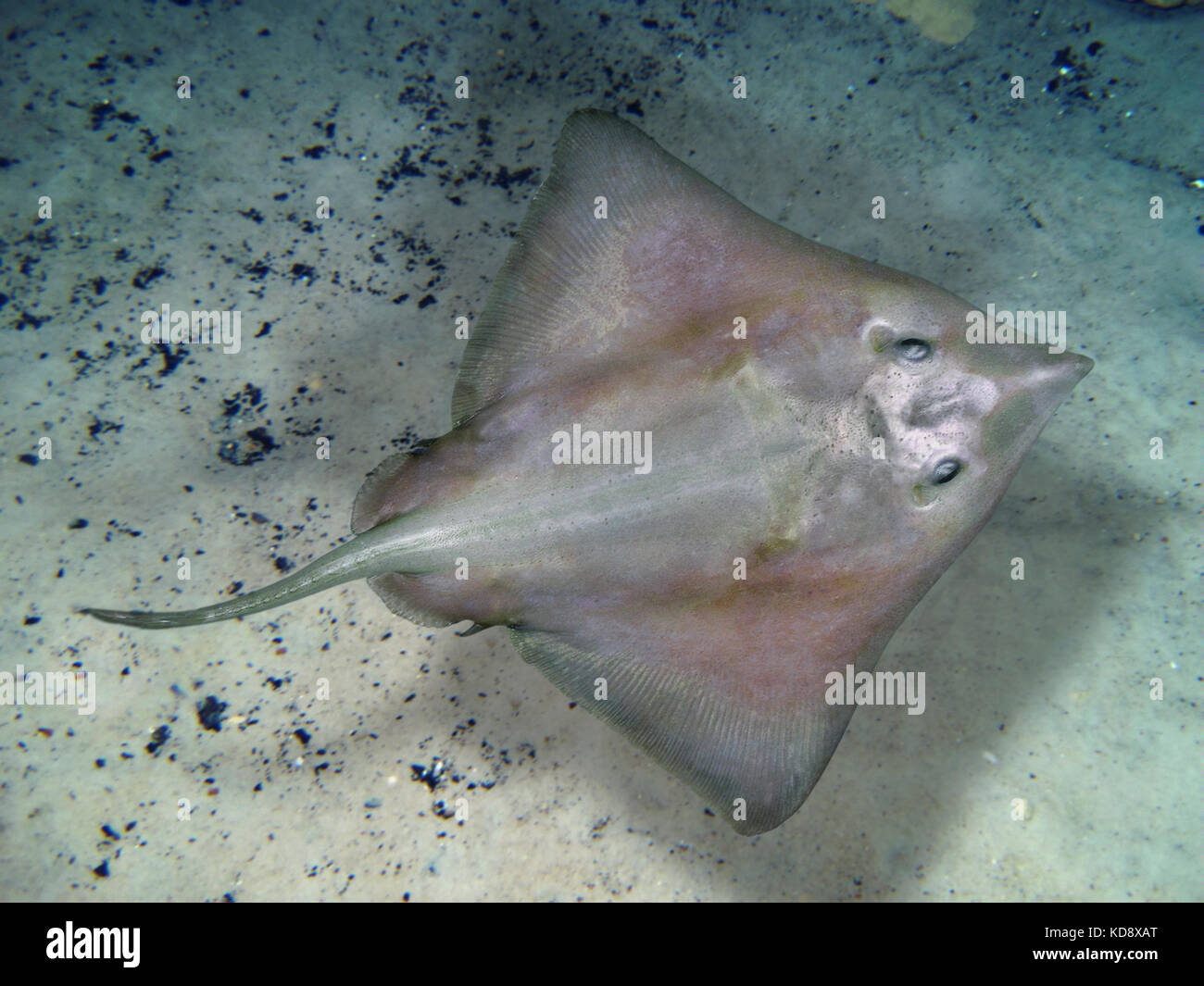 Skate Fish High Resolution Stock Photography and Images - Alamy