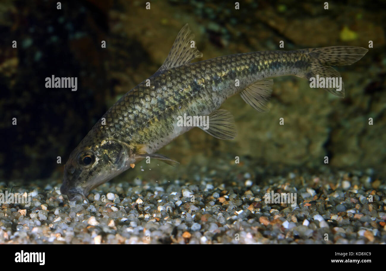 Europen Stock Photos & Europen Stock Images - Alamy