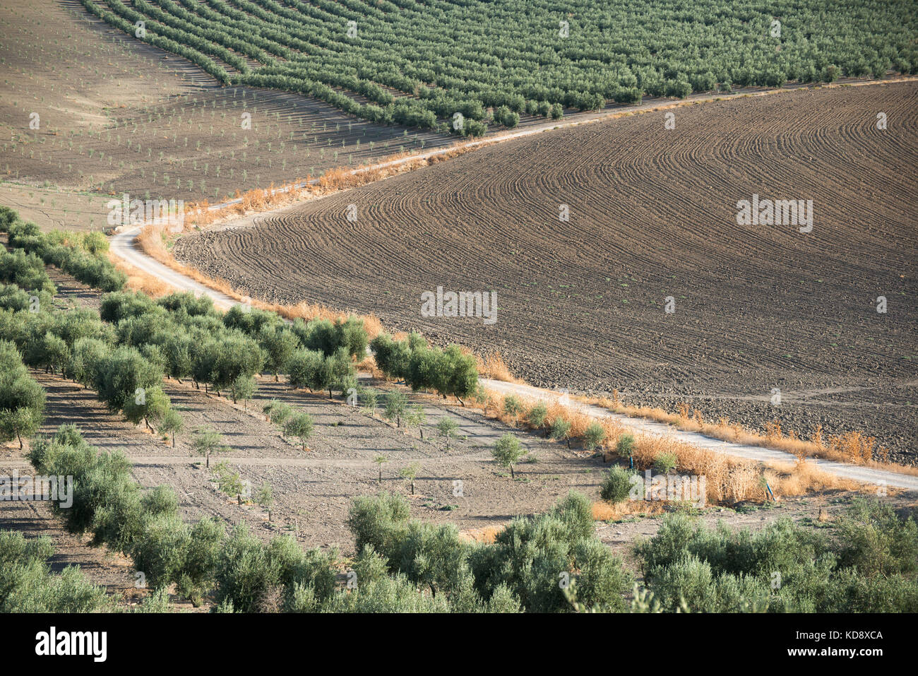 Olive trees and dirt road in olive plantation Stock Photo - Alamy