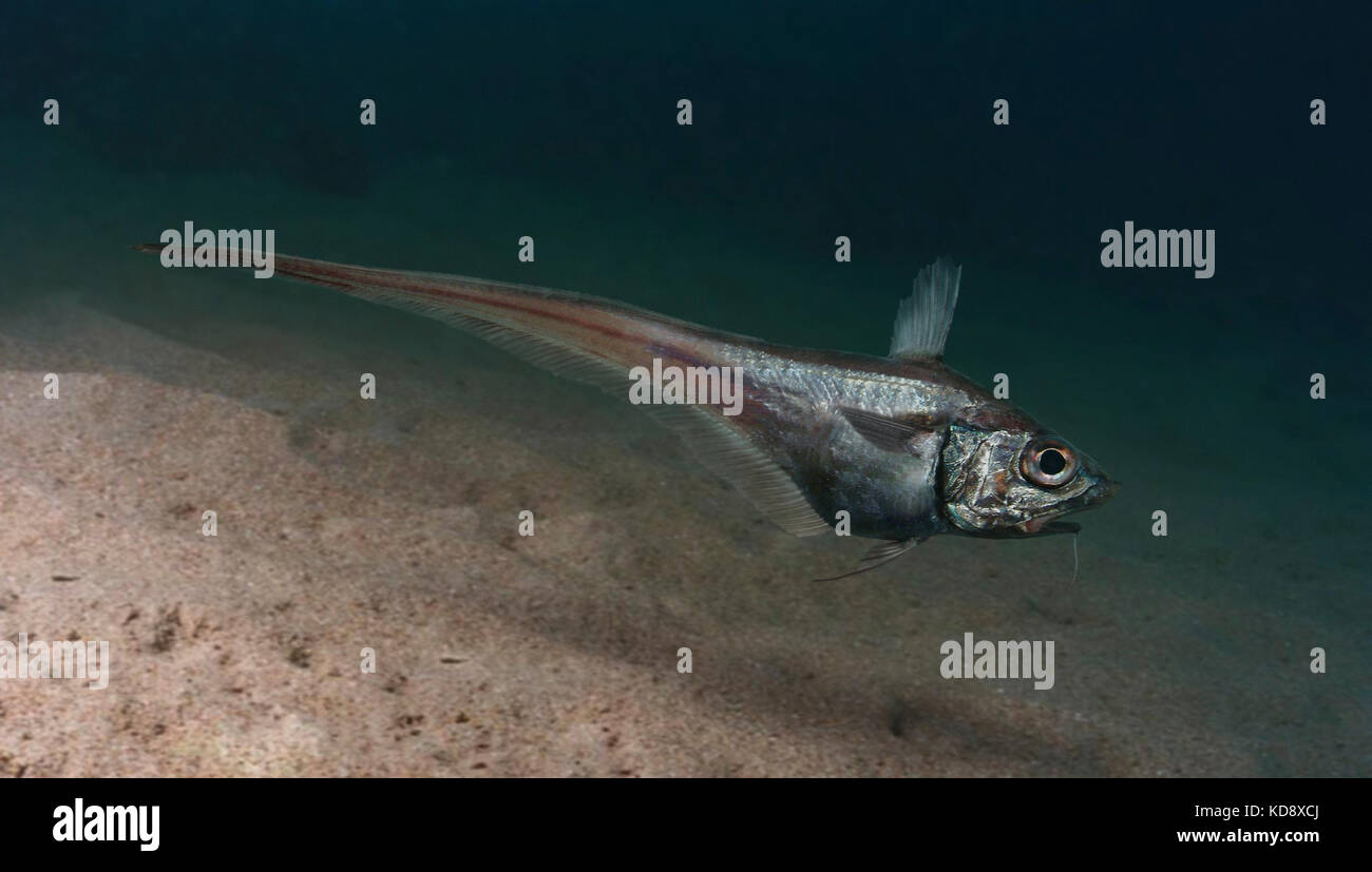 Grenadier Fish High Resolution Stock Photography and Images - Alamy