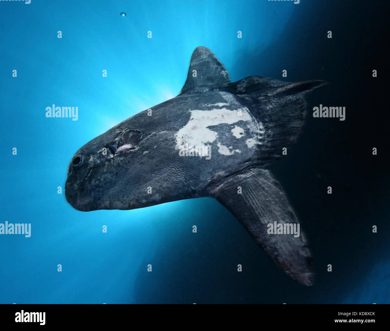 Rare Animals High Resolution Stock Photography and Images - Alamy