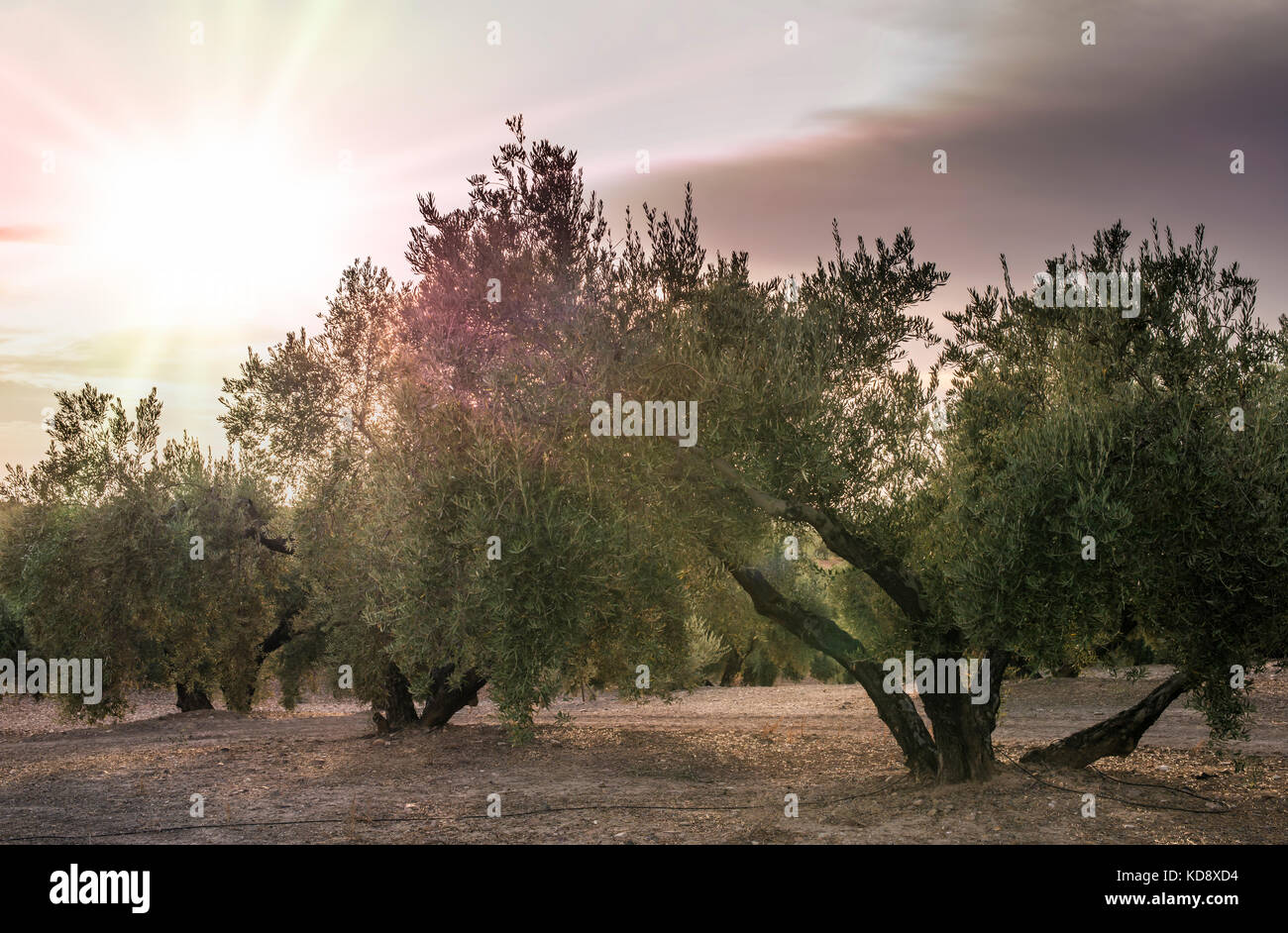 Olive trees at sunset. Sun rays Stock Photo - Alamy